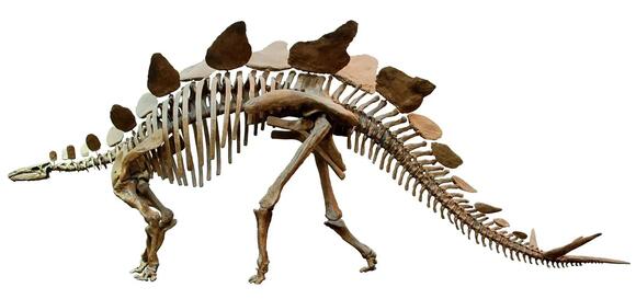 Paleontologists Just Uncovered The Most Complete Stegosaurus Skeleton ...