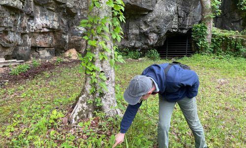 Exploring Nature’s Bounty: A Guided Wildflower Walk at Weaver Cave ...