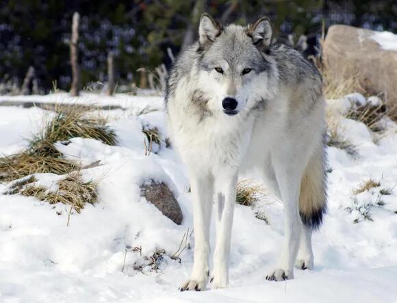 The American Gray Wolf Symbol of Wilderness or Misunderstood Menace ...