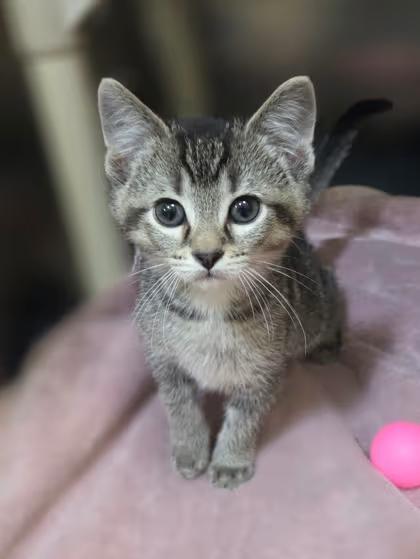 🐱 Playful & Gentle Kittens Ready for Adoption in Westland, MI - NewsBreak
