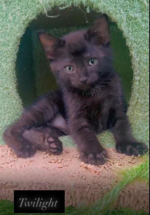 🐱 Playful & Sweet Kittens Ready for Adoption in Lyman, SC - NewsBreak