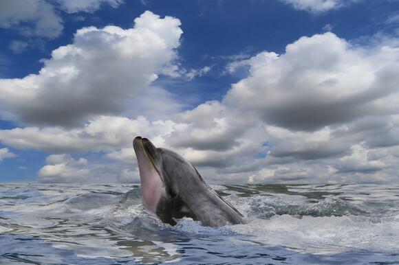 10 Animal Behaviors So Intelligent They Still Baffle Scientists - NewsBreak
