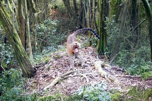 West Java – Five Detained After Viral Footage Reveals Javan Leopard ...