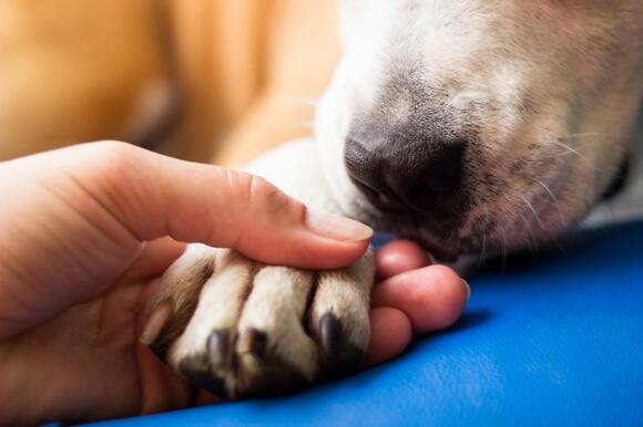 Grand Junction, Colorado Humane Society Shares Heartwarming Story ...