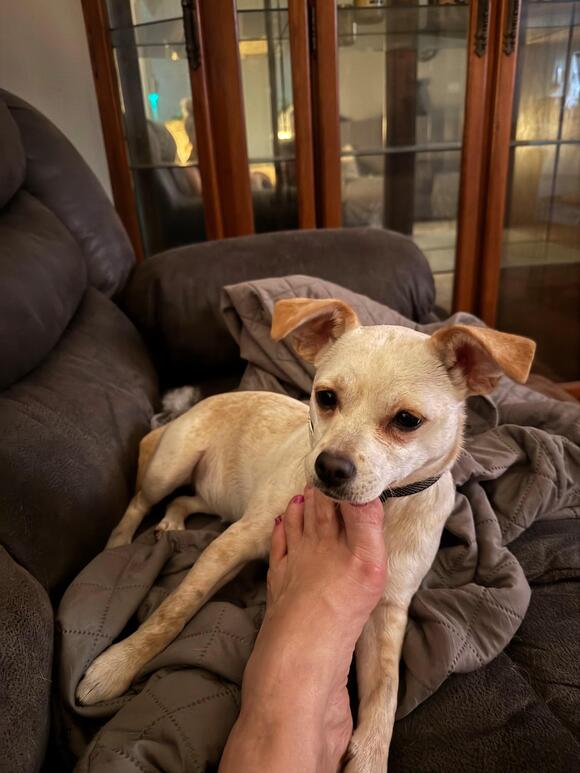 🐶 Playful, Gentle & Loyal Dogs Ready for Adoption in Sacramento - NewsBreak