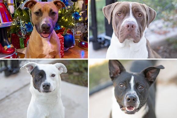 Help Abilene’s Dogs Find Loving Homes Before Time Runs Out - NewsBreak