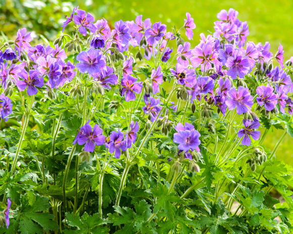 5 Flowers You Only Need to Plant Once – They’ll Multiply Into Dozens ...