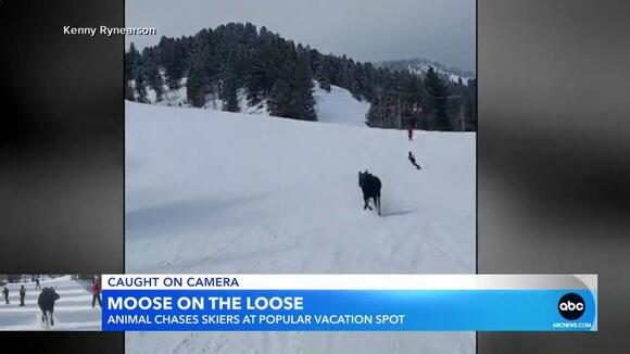 Watch: Moose chases skiers at Wyoming resort