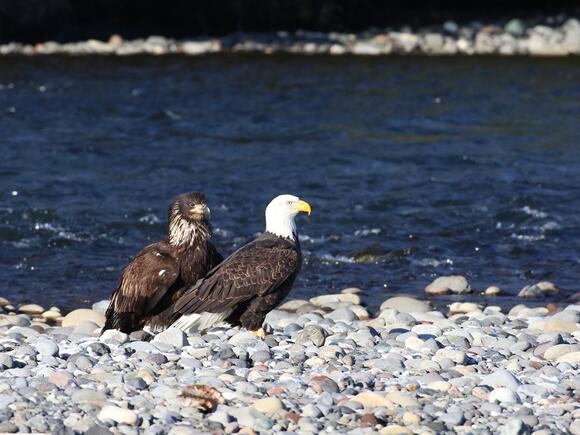Why Bald Eagles Are Returning to the Midwest in Record Numbers - NewsBreak