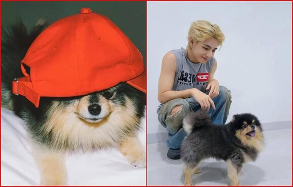 10 Facts about Yeontan, BTS V’s Adorable Late Pomeranian Who Passed ...