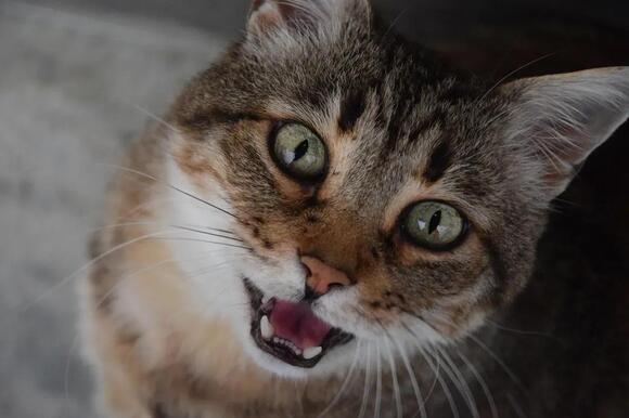9 Clever Ways Your Cat Secretly Trains You to Be Their Perfect Human ...