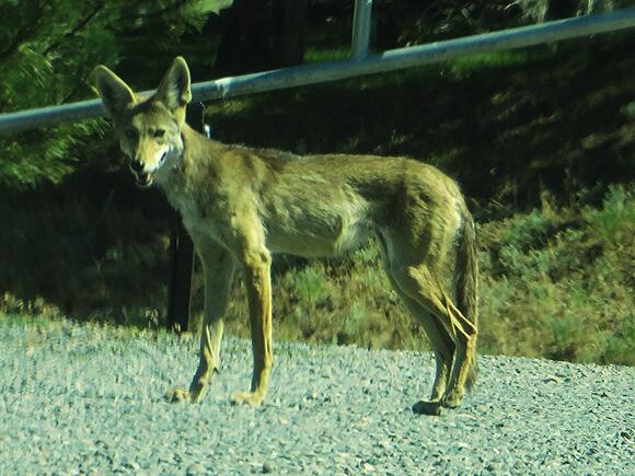 Understanding the Coyote: The Wise Trickster of Native American Lore ...