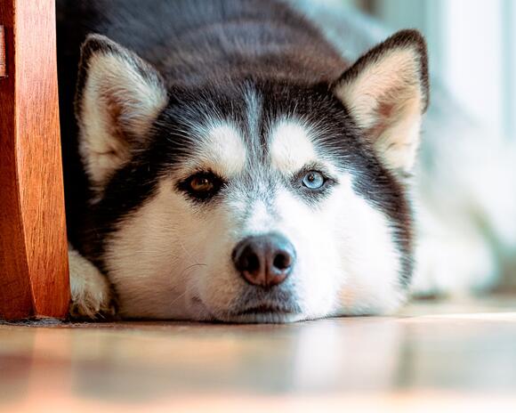 6 Major Challenges New Owners Face With a Husky - NewsBreak