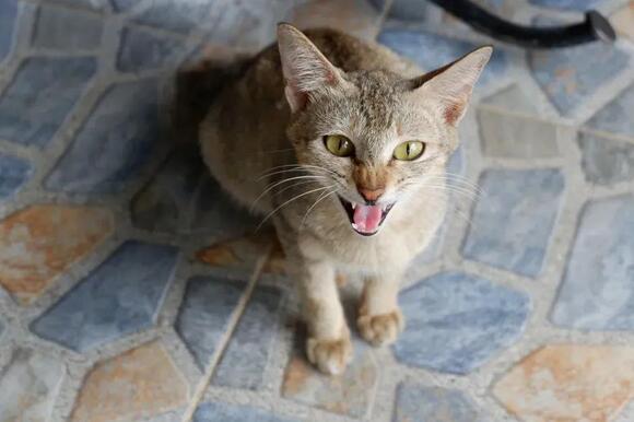 8 Sounds Your Cat Makes That Mean ‘I’m in Pain’ (Not Just Meowing ...