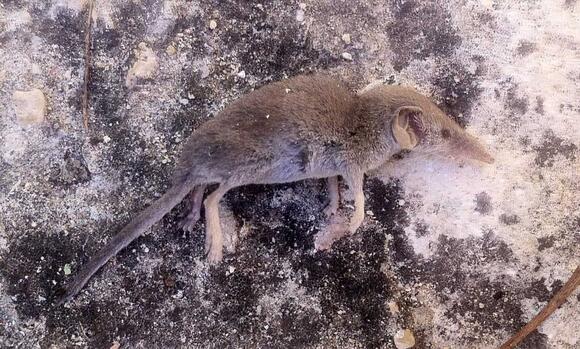 The World’s Smallest Mammal Could Fit on Your Fingertip - NewsBreak
