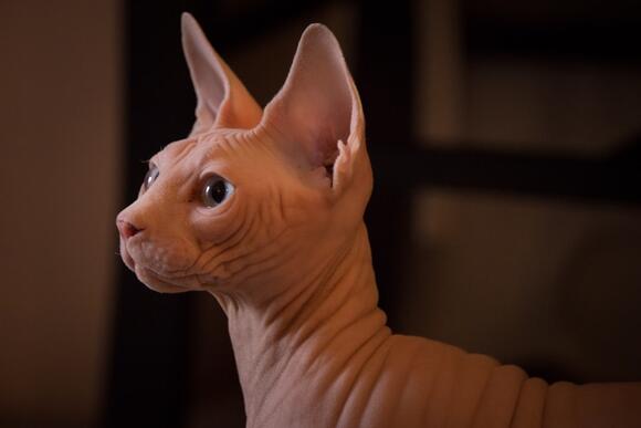 9 Cat Breeds That Are Incredibly Adaptable to Routine Changes - NewsBreak