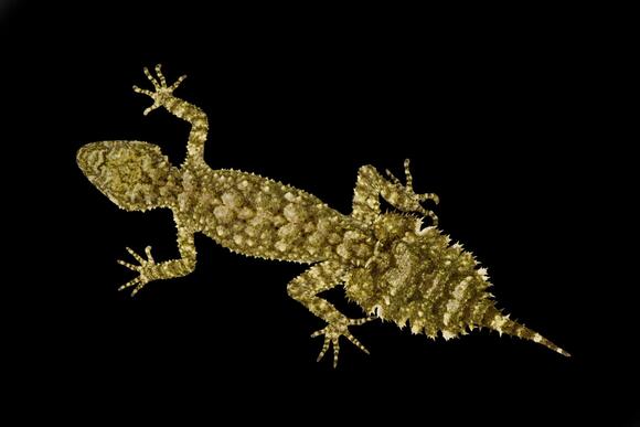 How Geckos Stick to Any Surface Like Magic - NewsBreak