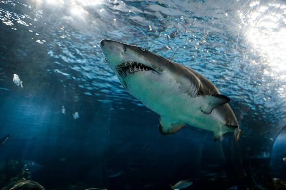 8 Deadly Encounters Between Humans and Wildlife - NewsBreak