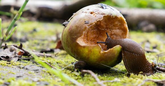10 Gardening Tips For Preventing Snail Infestations - NewsBreak