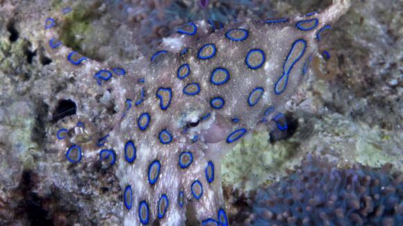Why You Shouldn’t Touch a Blue-Ringed Octopus - NewsBreak