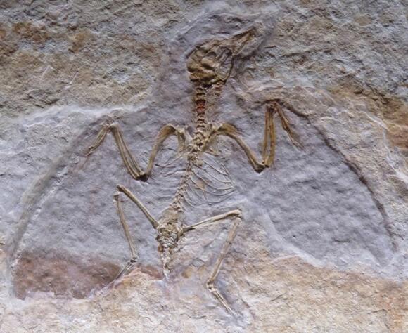 How Scientists Recreate Dinosaur Sounds - NewsBreak