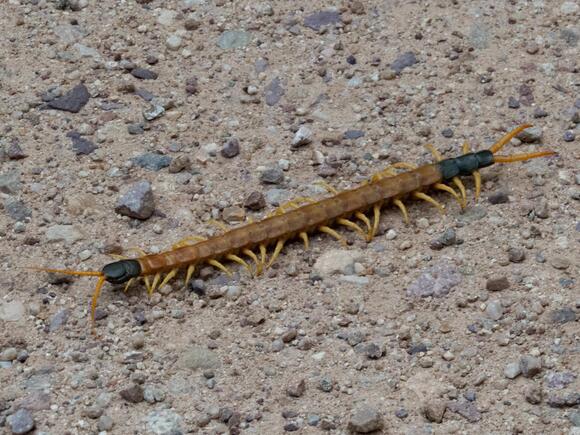 8 Dangerous Centipedes You’ll Find in Your Texas Home - NewsBreak