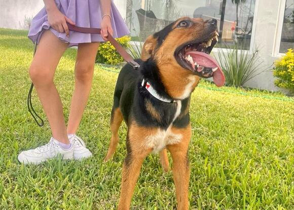 Meet The Sweet Dog Who Survived a Machete Attack Still Looking For Love ...
