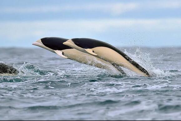 15 Heaviest Animals in the World Ranked by Weight - NewsBreak