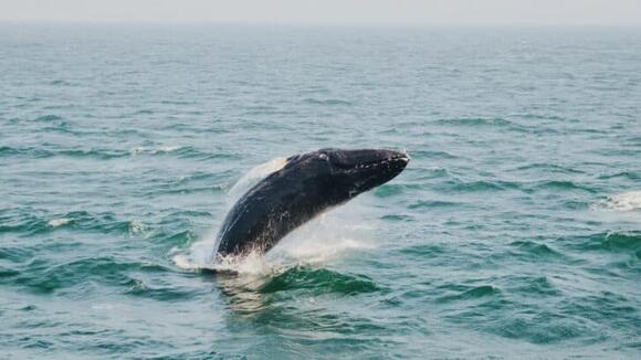 The Most Stunning Whale Migration Off Alaska’s Coast - NewsBreak
