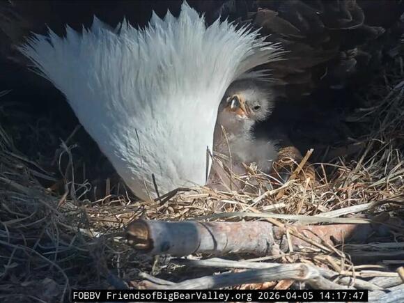 Hello, Sandy and Luna! Big Bear’s bald eaglets have names - NewsBreak