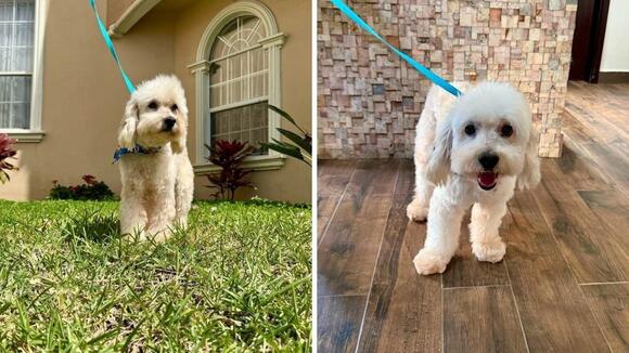 Local Rescue Introduces Sweet Small Dog Found Abandoned Now Looking For ...