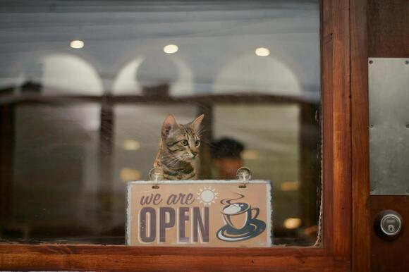 10 Cat Cafés That Are Partnering With Animal Welfare Groups - NewsBreak