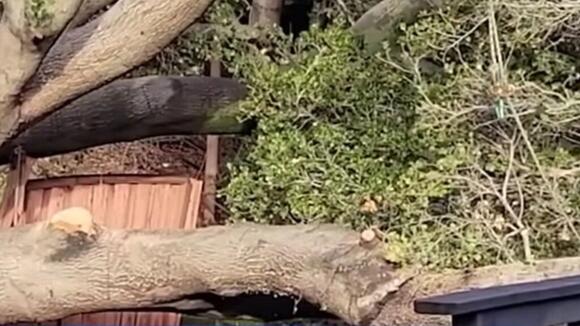 California woman learns hard lesson after neighbor’s tree hits her home ...