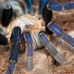 Electric Blue, Cobalt Blue and Green Bottle Blue: Meet The Famous Blue ...