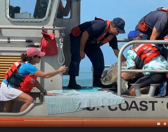 Rescued sea turtle Cooter B returned to ocean home - NewsBreak