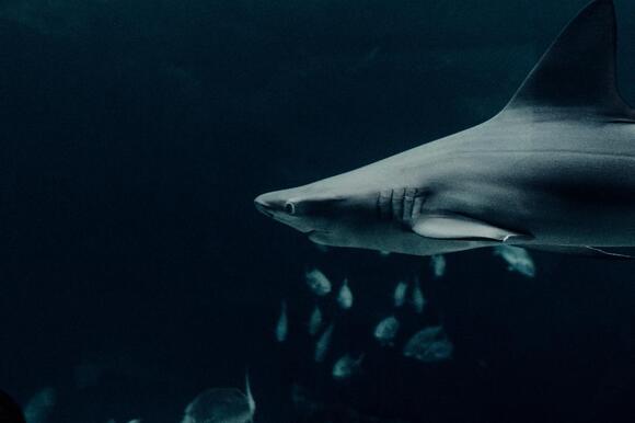 10 Of The Most Smuggled Foods In The World - NewsBreak