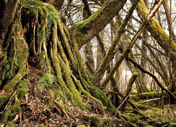 Demystifying Root Rot: How to Spot It and Save Your Plants Before It's ...