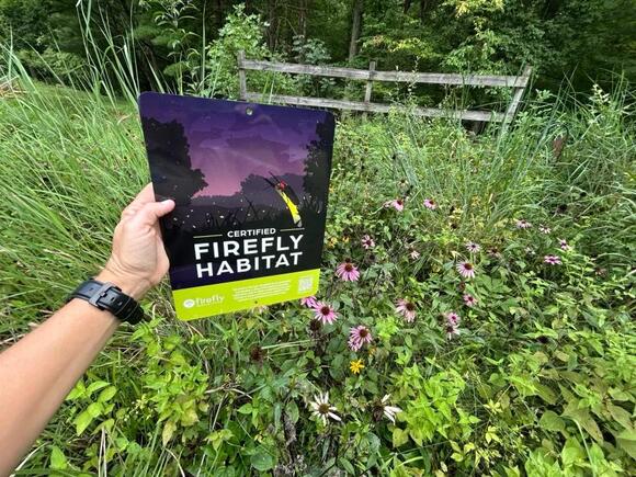 As firefly sightings decline, here’s how to create a certified habitat ...