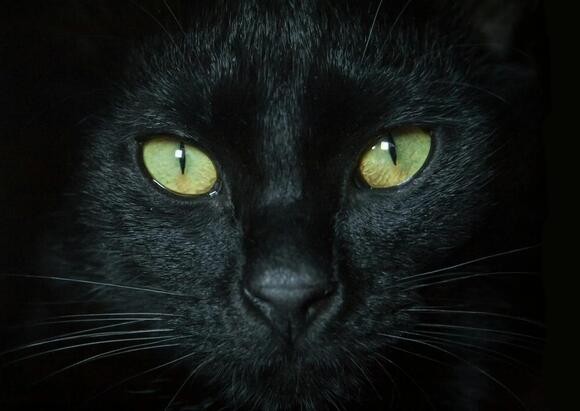 How Cats’ Night Vision Works and Why It’s So Powerful - NewsBreak
