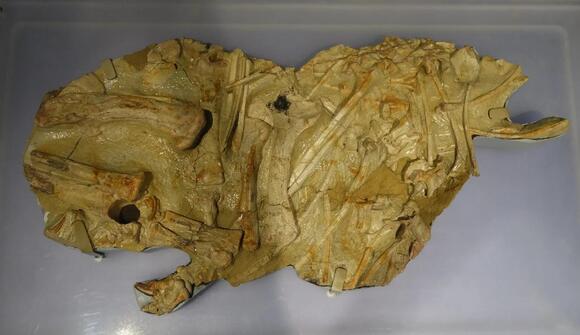 Antarctica’s Tropical Past: Fossils Reveal a Lost, Lush Continent ...