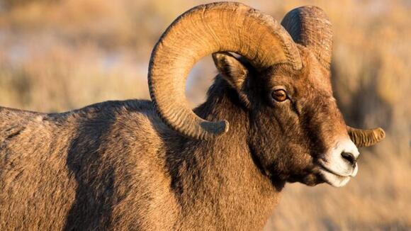 10 Fascinating Facts About the Desert Bighorn Sheep of Nevada and ...