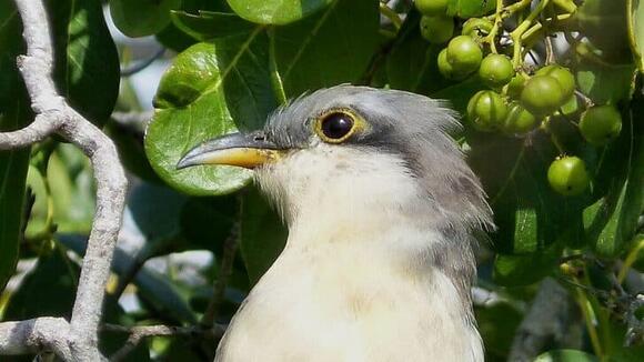 Top 11 Birds That Outsmart Predators Daily - NewsBreak