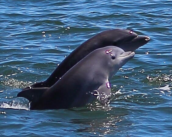 Dolphin vs. Shark: Who Protects Their Pod Better? - NewsBreak