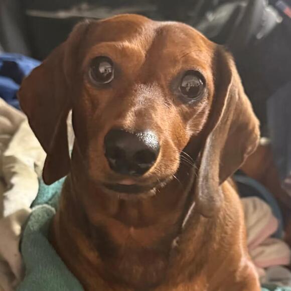 🐶 Playful & Loving Dogs Ready for Adoption in Normal, IL - NewsBreak