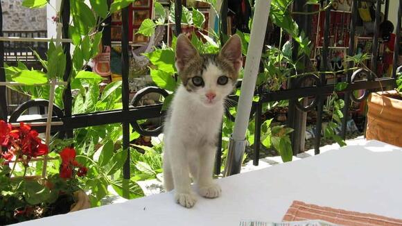 The Real Reason Cats Knock Things Off Tables - NewsBreak