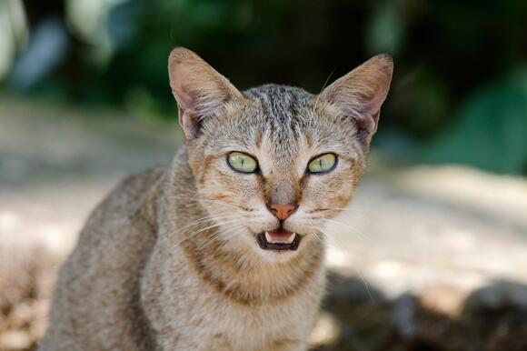 10 Cat Sounds Decoded by Animal Behavior Experts - NewsBreak