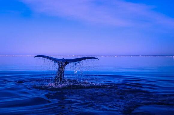 New England’s Whales Are Returning, Bringing Hope to Coastal ...