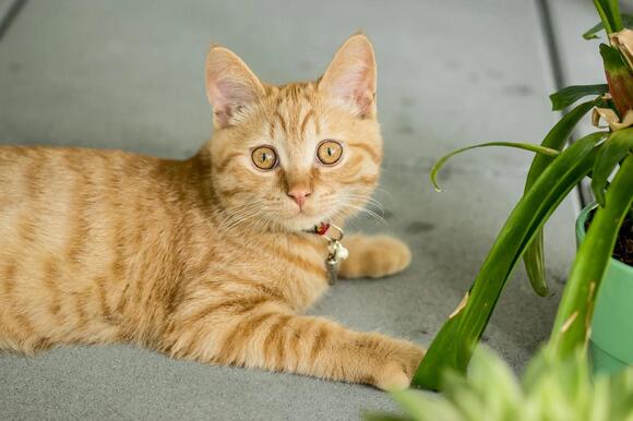 10 Tips for Taking Beautiful Photos of Your Cat - NewsBreak