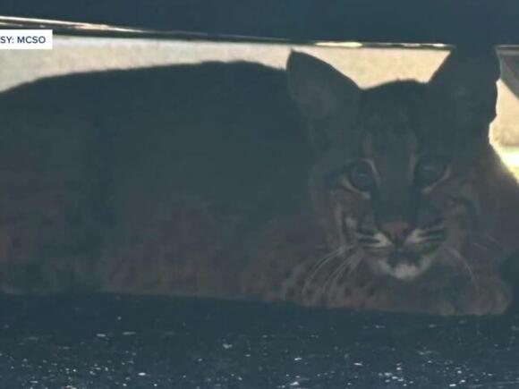 Injured bobcat rescued, safely released back into wild