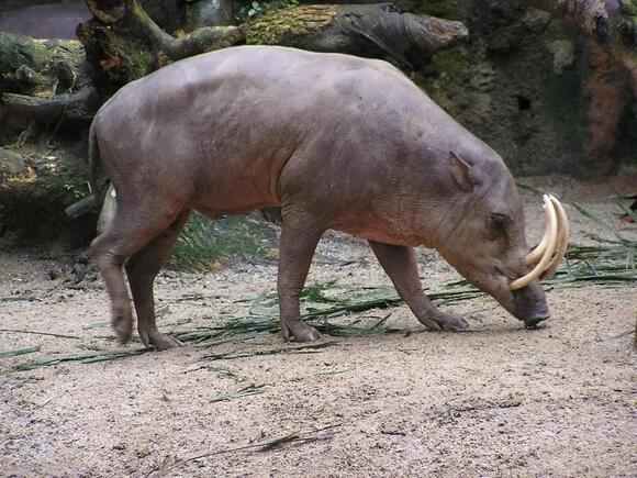11 Weird Animals You Won’t Believe Actually Exist on Earth - NewsBreak